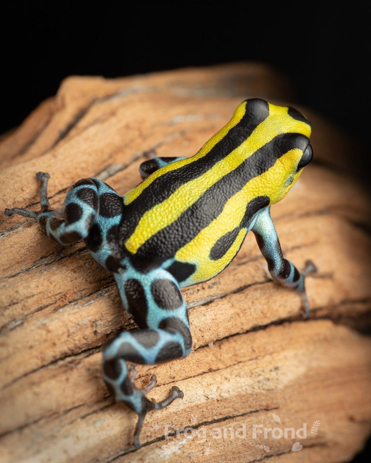 Ranitomeya sirensis 'Highland' | Frog and Frond