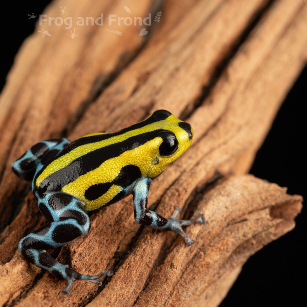Frog and Frond - Dart Frogs