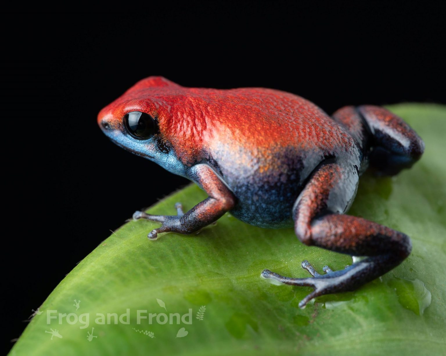 Oophaga pumilio 'Escudo' | Frog and Frond