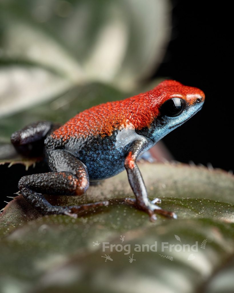 Oophaga pumilio 'Escudo' | Frog and Frond