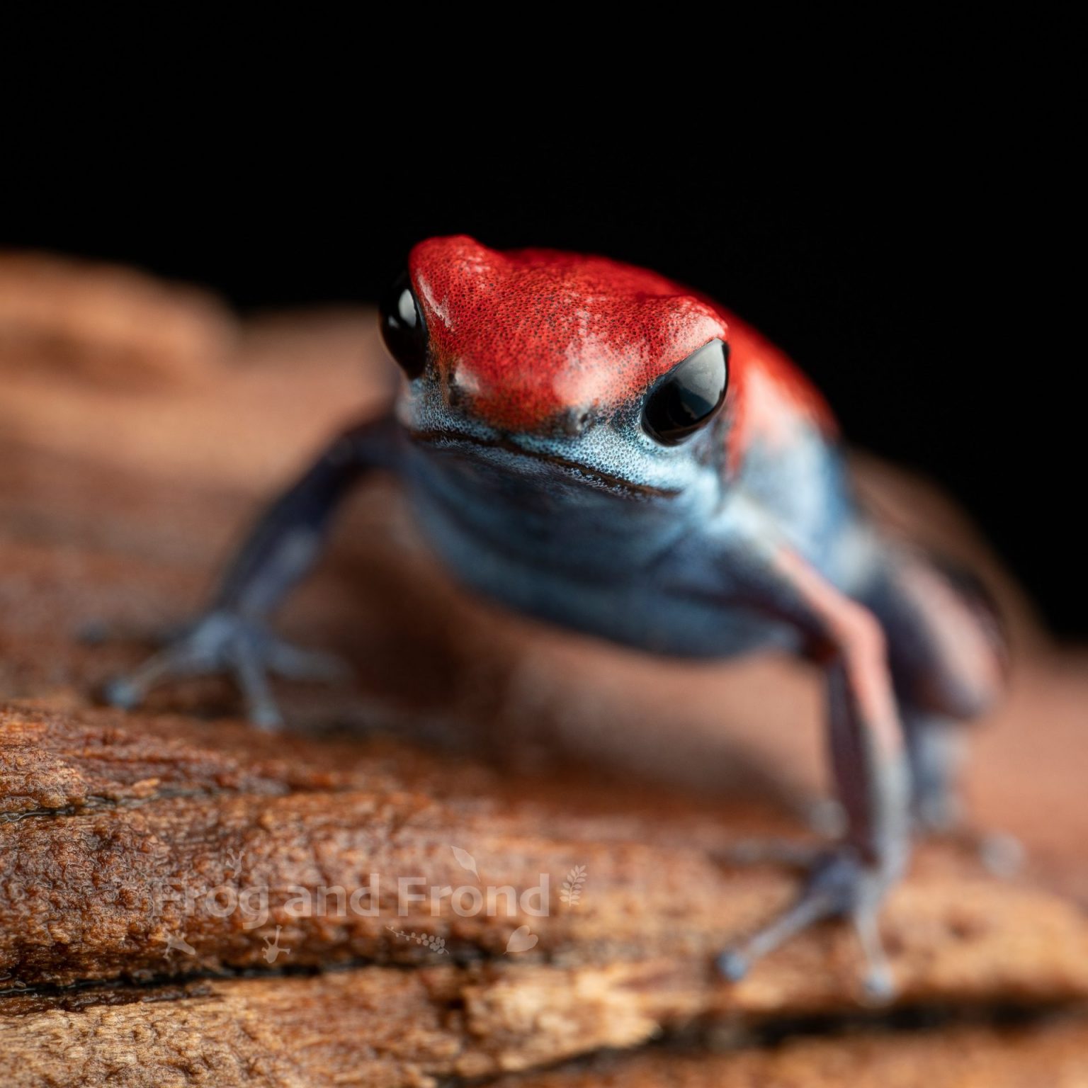 Oophaga pumilio 'Escudo' | Frog and Frond