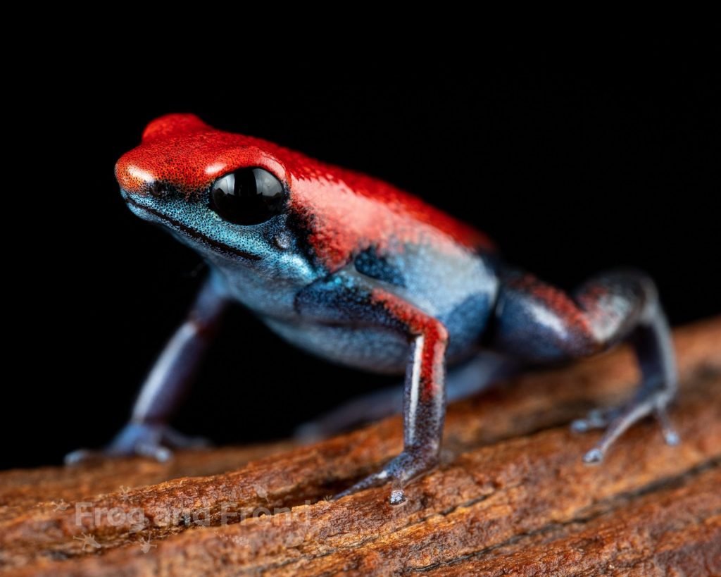 Oophaga pumilio 'Escudo' | Frog and Frond