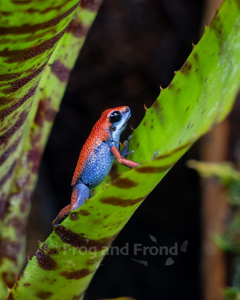 Oophaga pumilio 'Escudo' | Frog and Frond
