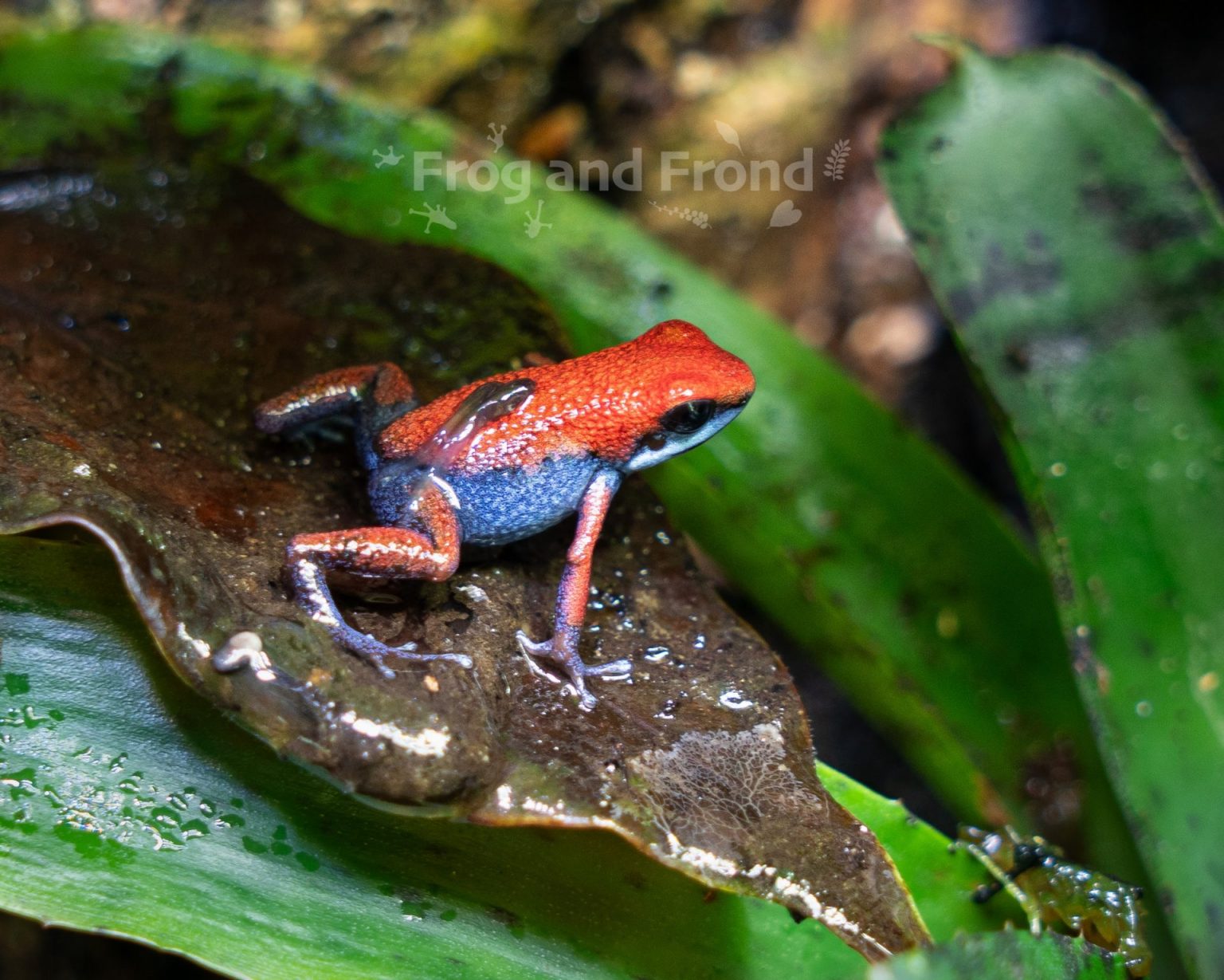 Oophaga pumilio 'Escudo' | Frog and Frond