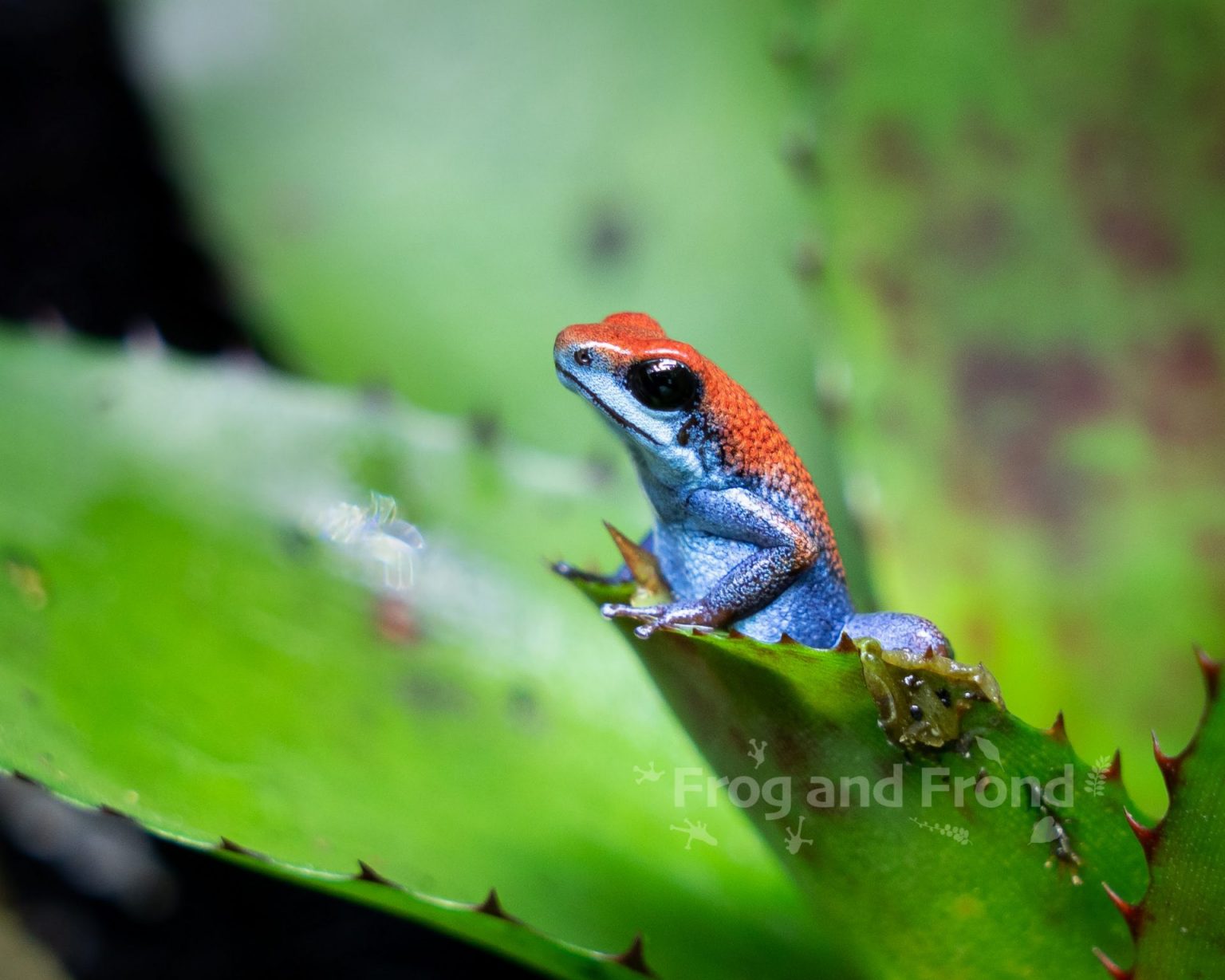 Oophaga pumilio 'Escudo' | Frog and Frond