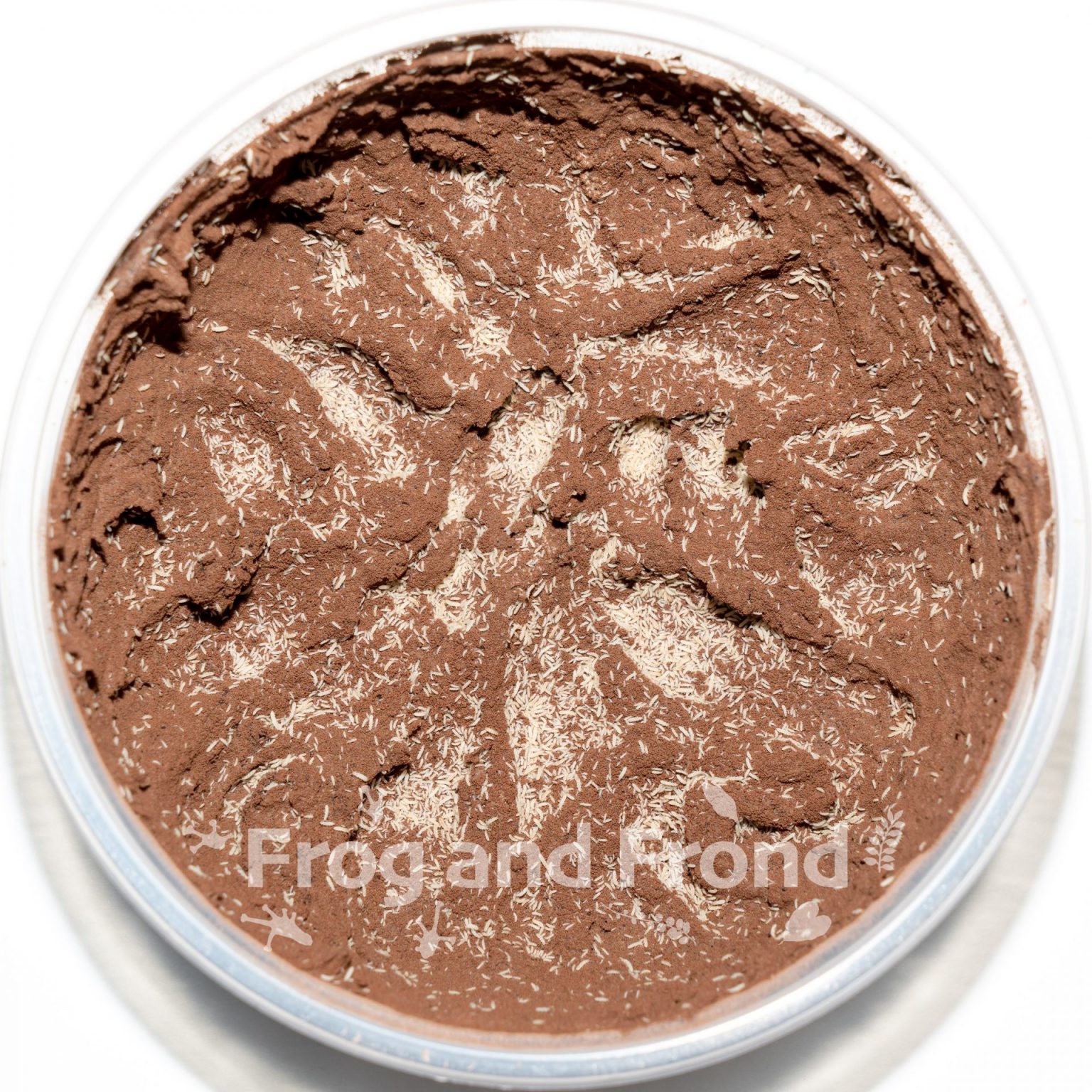 Calcium Clay Springtail Cultures - as low as $5.90 per culture | Frog ...