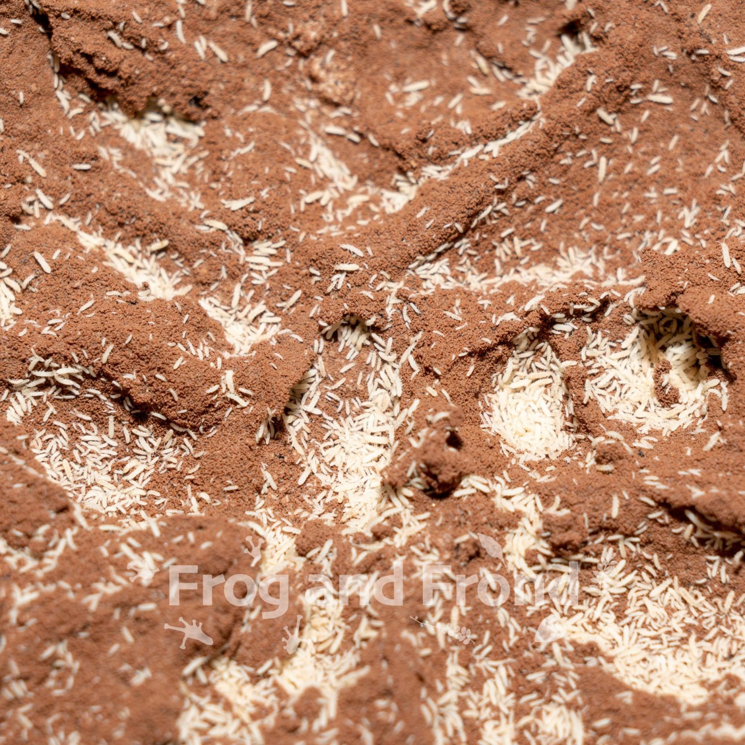 Calcium Clay Springtail Cultures - as low as $5.90 per culture | Frog ...