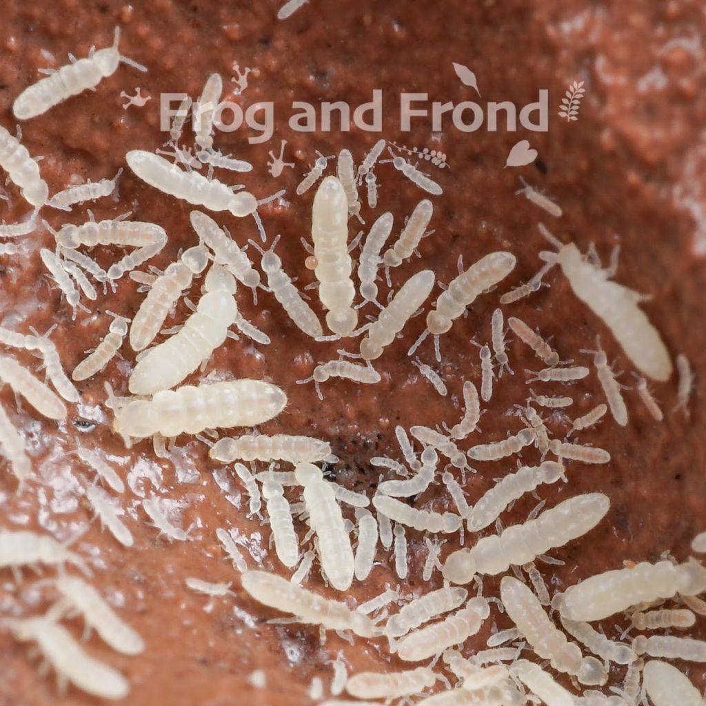 Calcium Clay Springtail Cultures - as low as $5.90 per culture | Frog ...