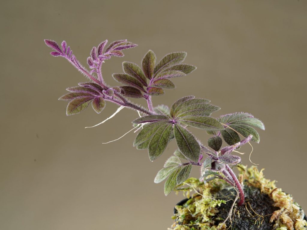 Solanum uleanum | Frog and Frond