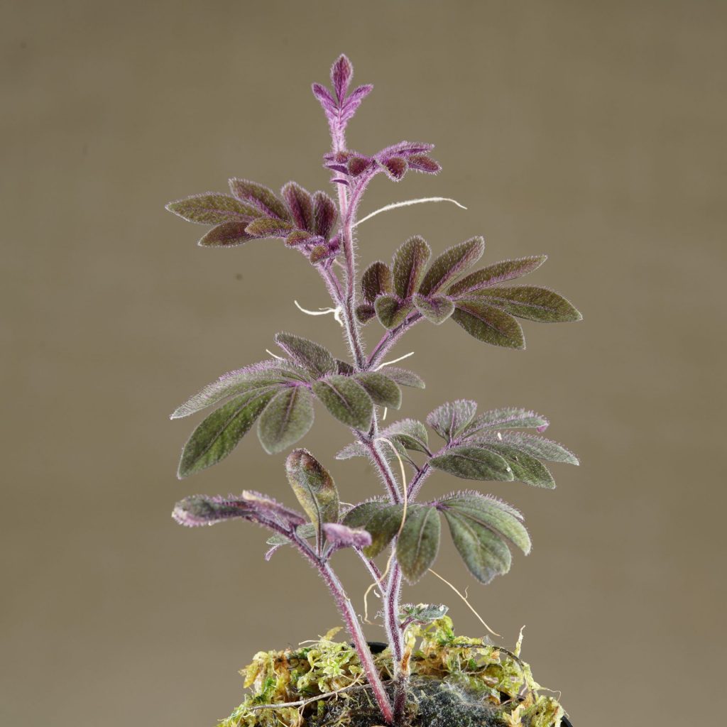 Solanum uleanum | Frog and Frond
