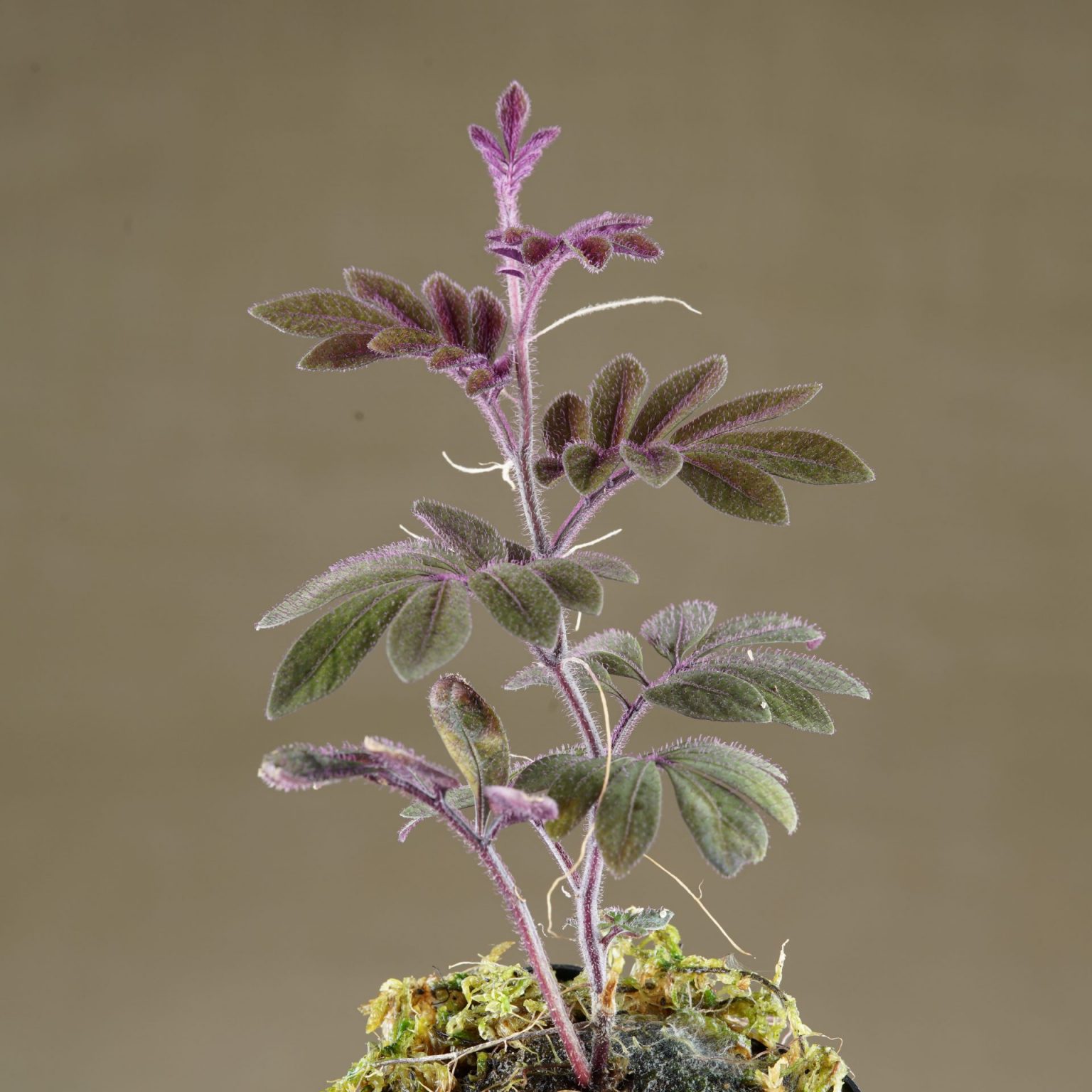 Solanum uleanum | Frog and Frond