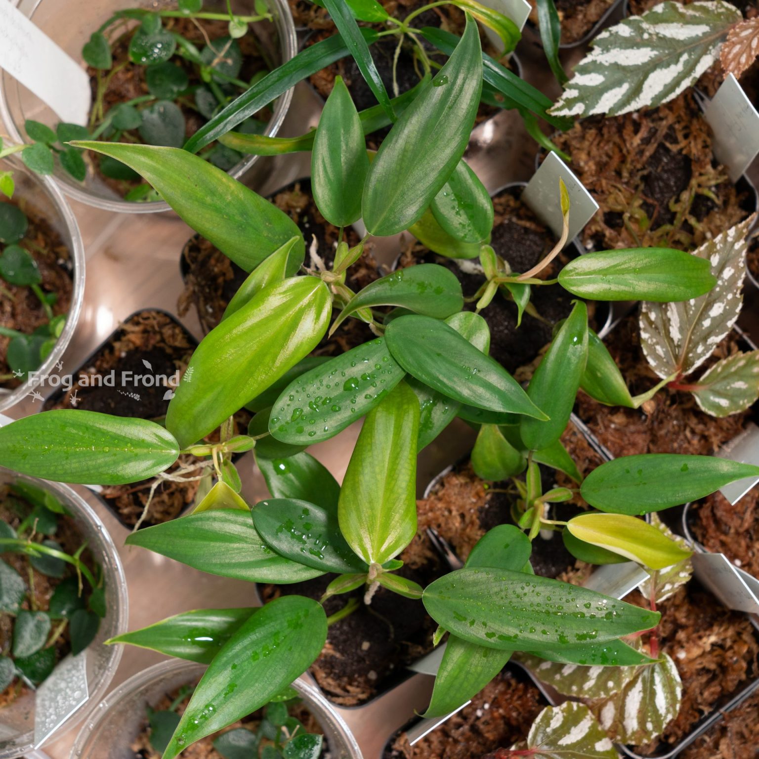 Philodendron | Frog and Frond