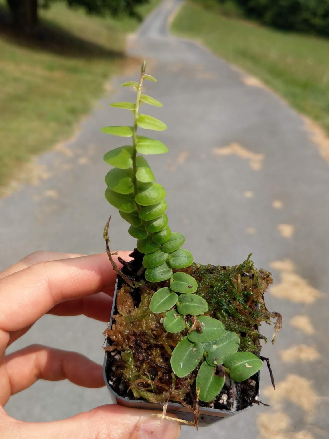 Marcgravia sp. 'Peru' | Frog and Frond