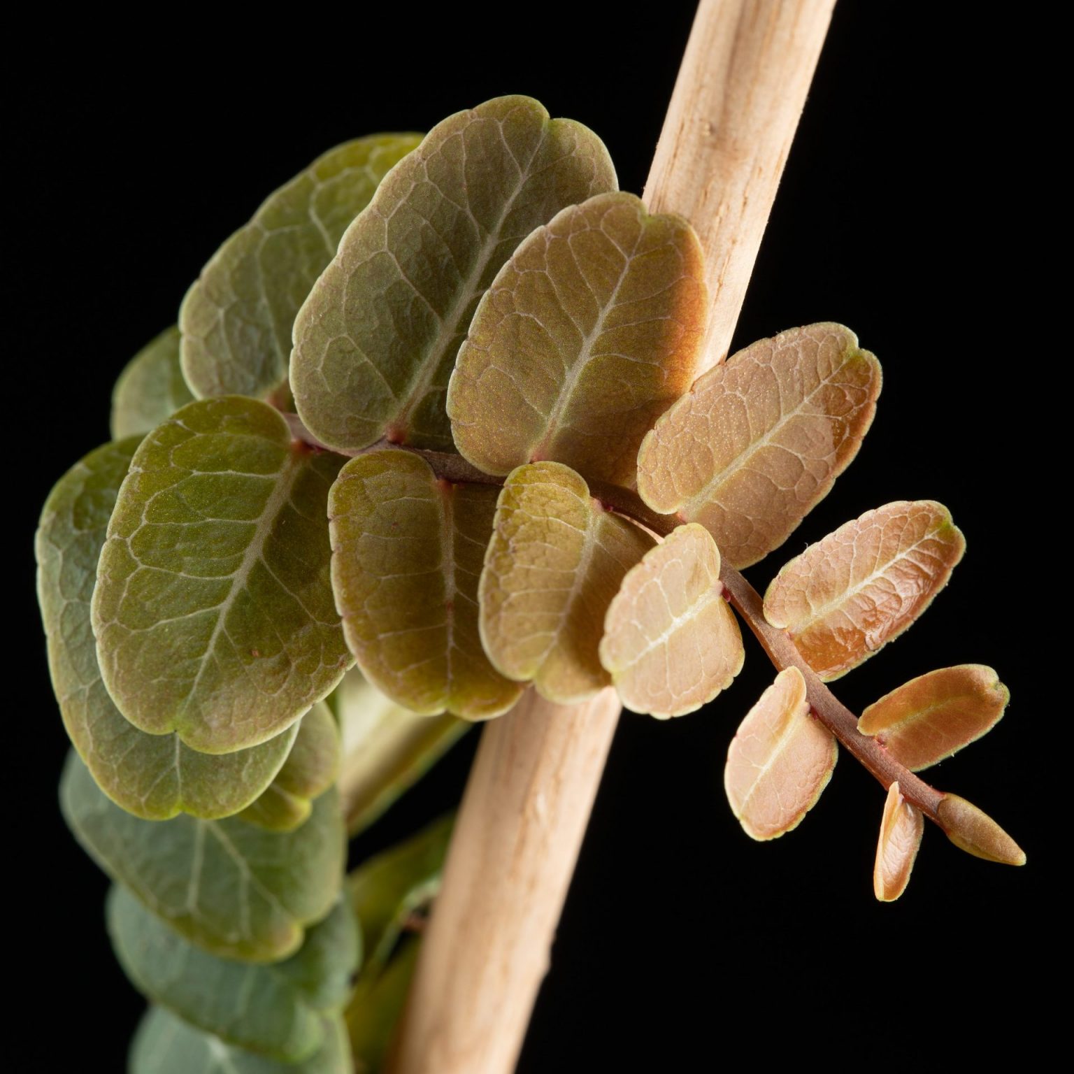 Marcgravia sp. 'Mendez' | Frog and Frond