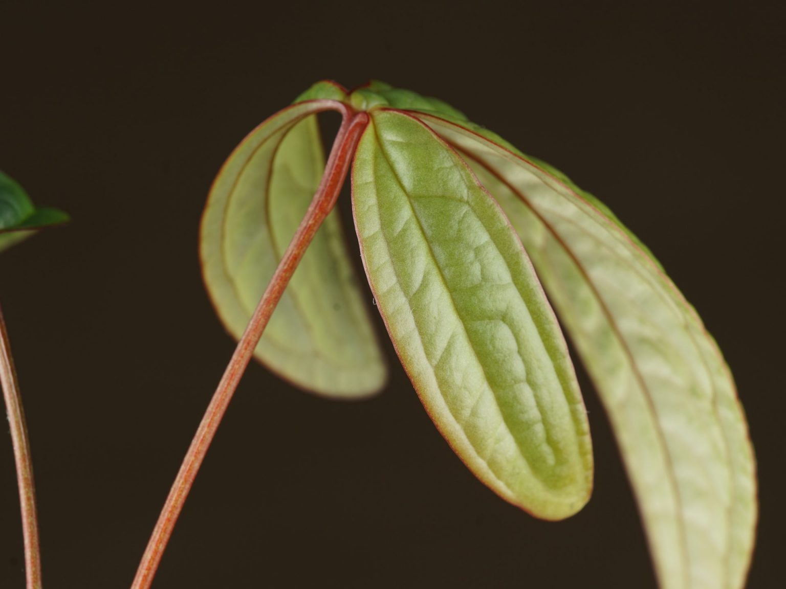 Anthurium arisaemoides | Frog and Frond