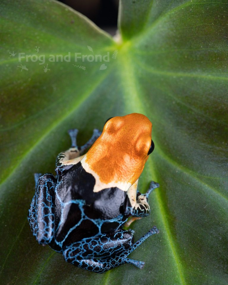 Ranitomeya fantastica 'True Nominal' | Frog and Frond