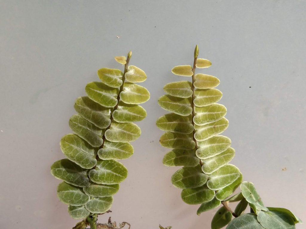 Marcgravia umbellata | Frog and Frond