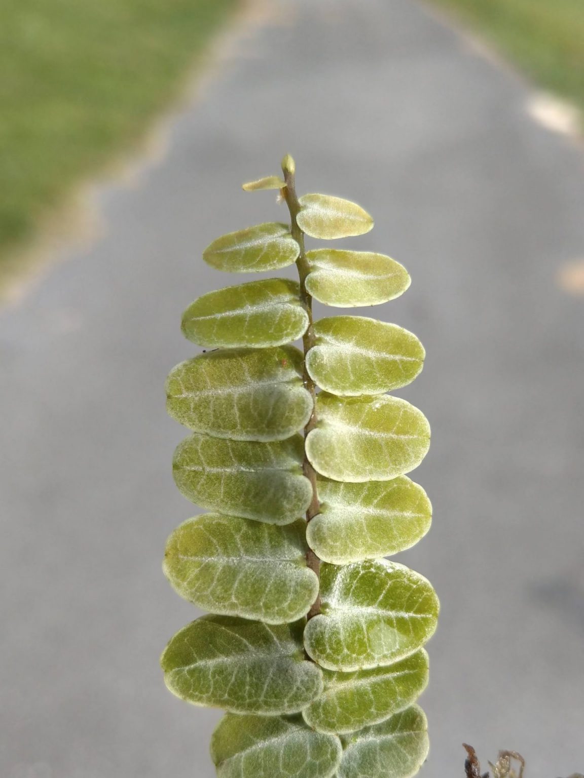 Marcgravia umbellata | Frog and Frond