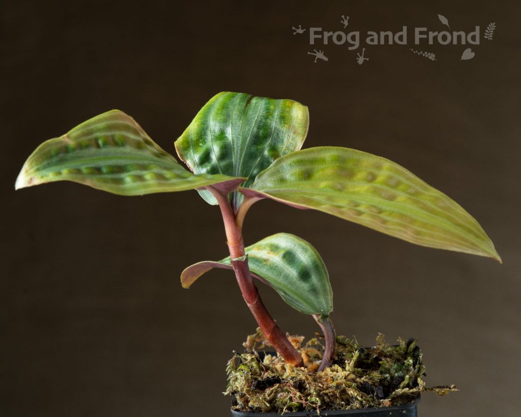 Geogenanthus poeppigii | Frog and Frond