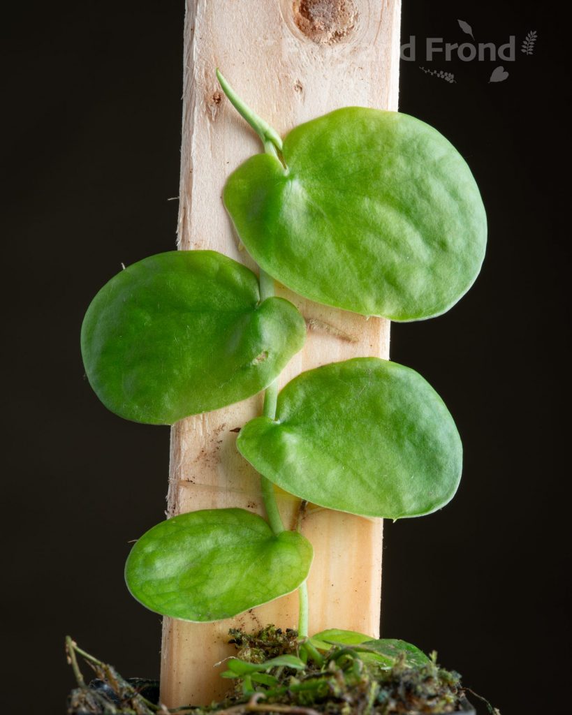 Monstera sp. 'Bocas del Toro' | Frog and Frond