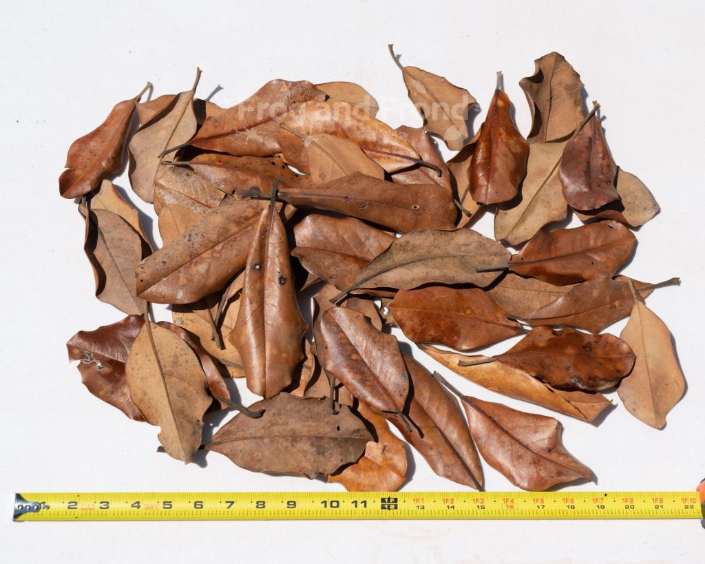 Southern Magnolia Leaf Litter - Small Box (FREE SHIPPING) | Frog and Frond