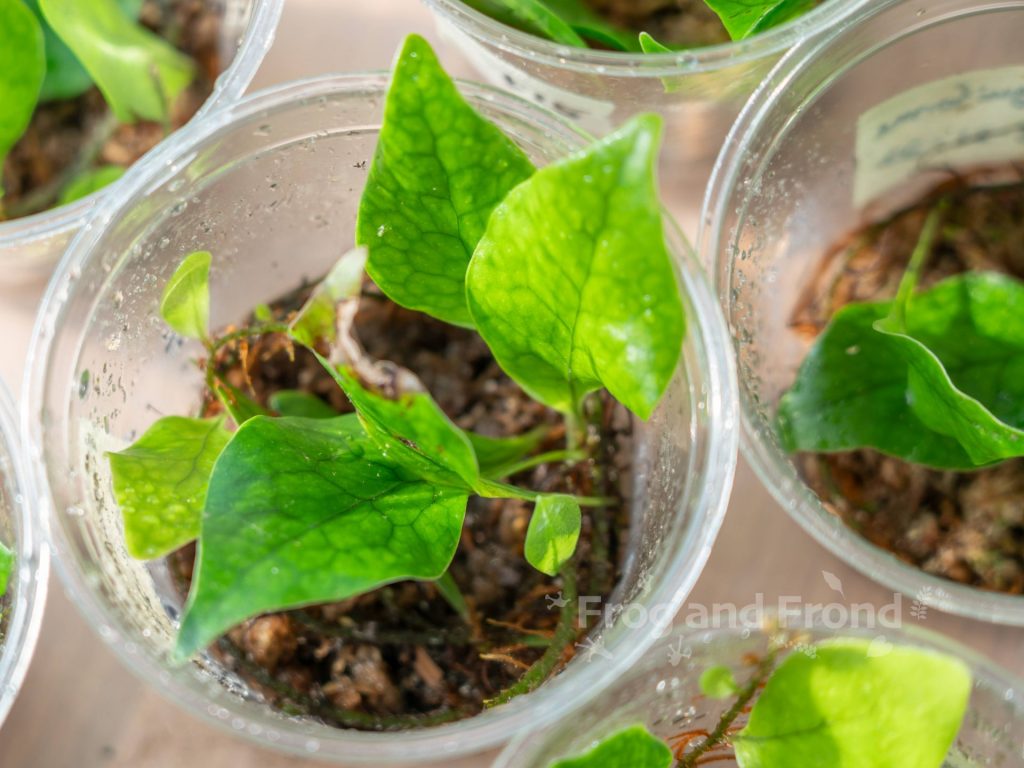 Microsorum linguiforme | Frog and Frond