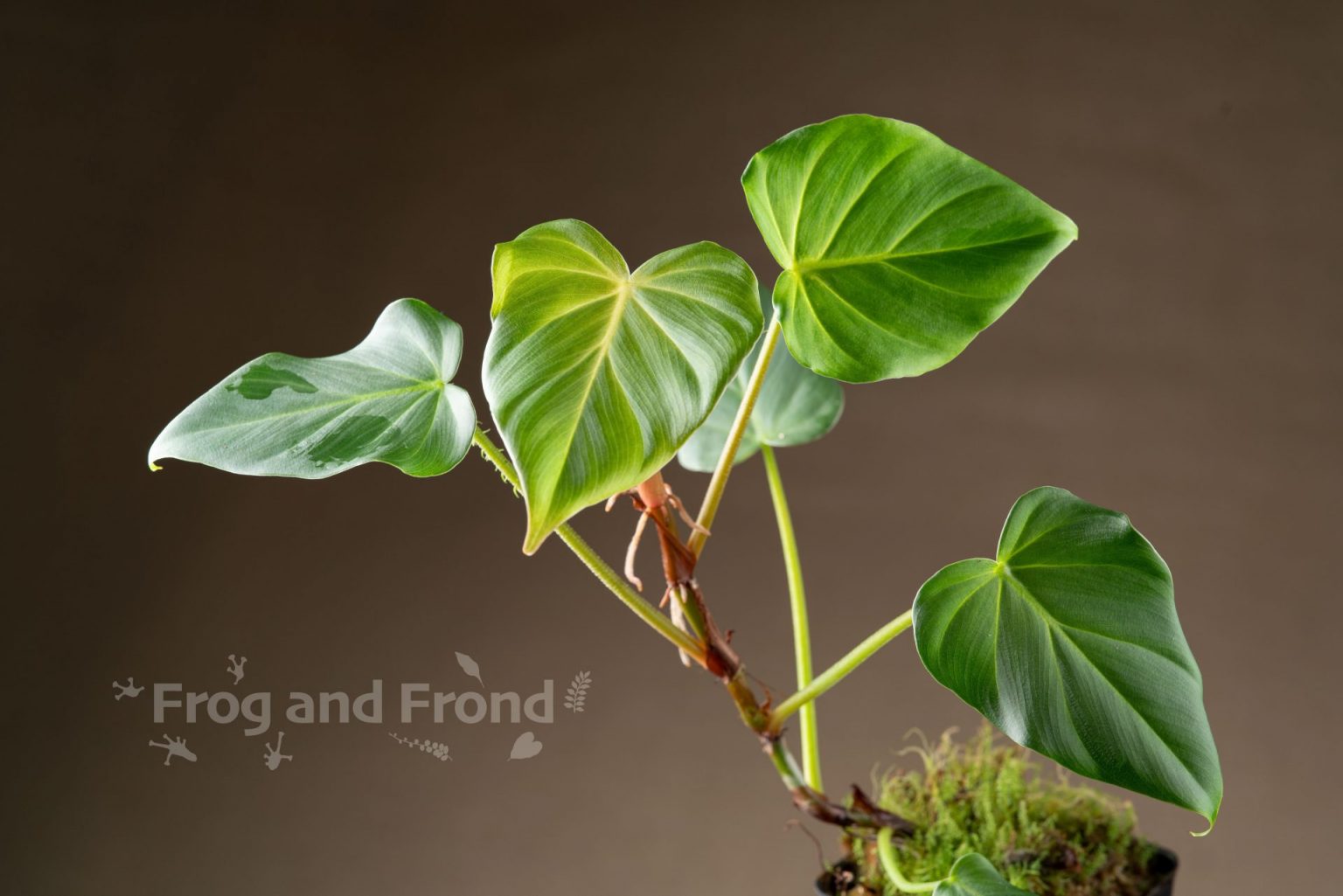 Philodendron fibrosum | Frog and Frond