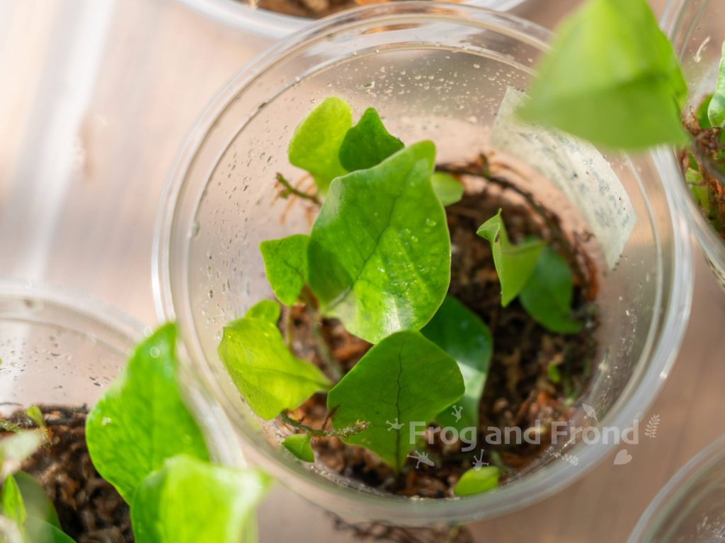 Microsorum linguiforme | Frog and Frond