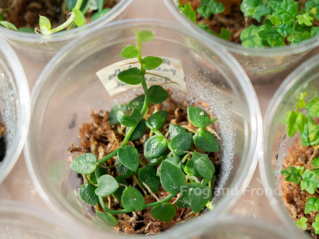 Rhaphidophora pachyphylla | Frog and Frond