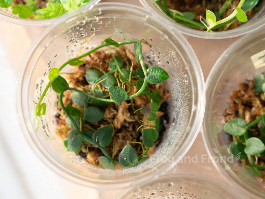 Rhaphidophora pachyphylla | Frog and Frond