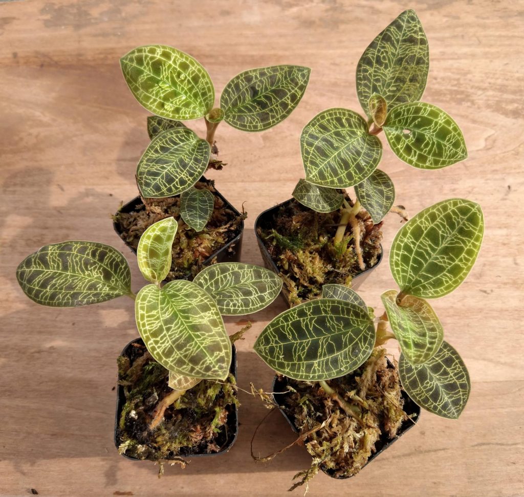 Macodes petola | Frog and Frond