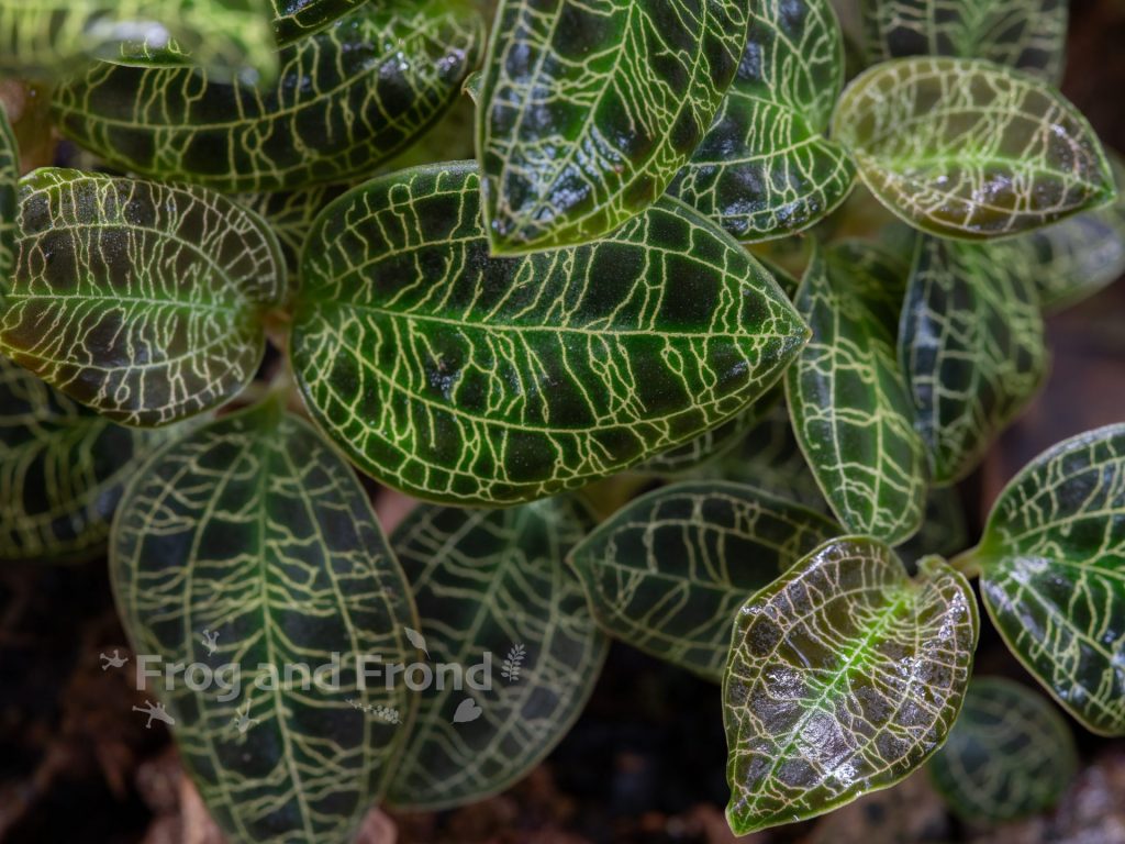 Macodes petola | Frog and Frond