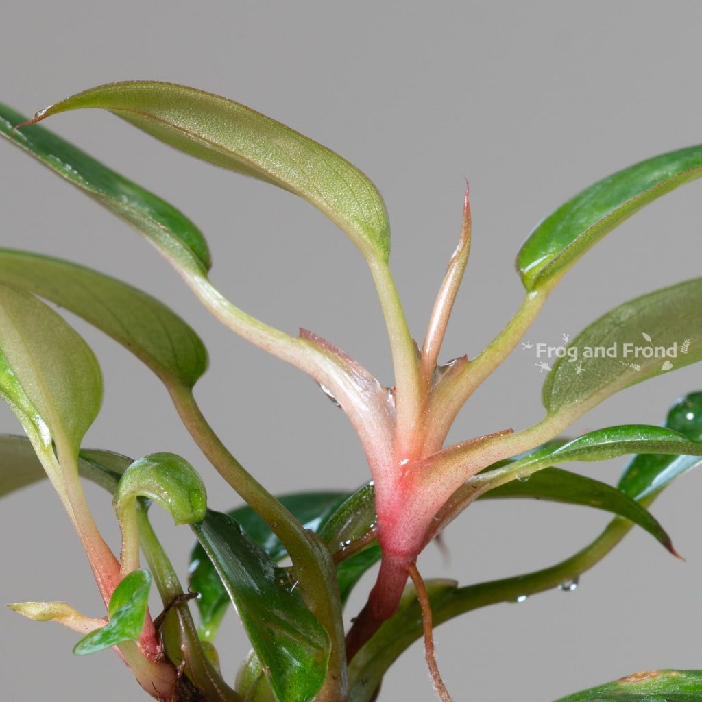 Philodendron sp. 'Mini Red' | Frog and Frond