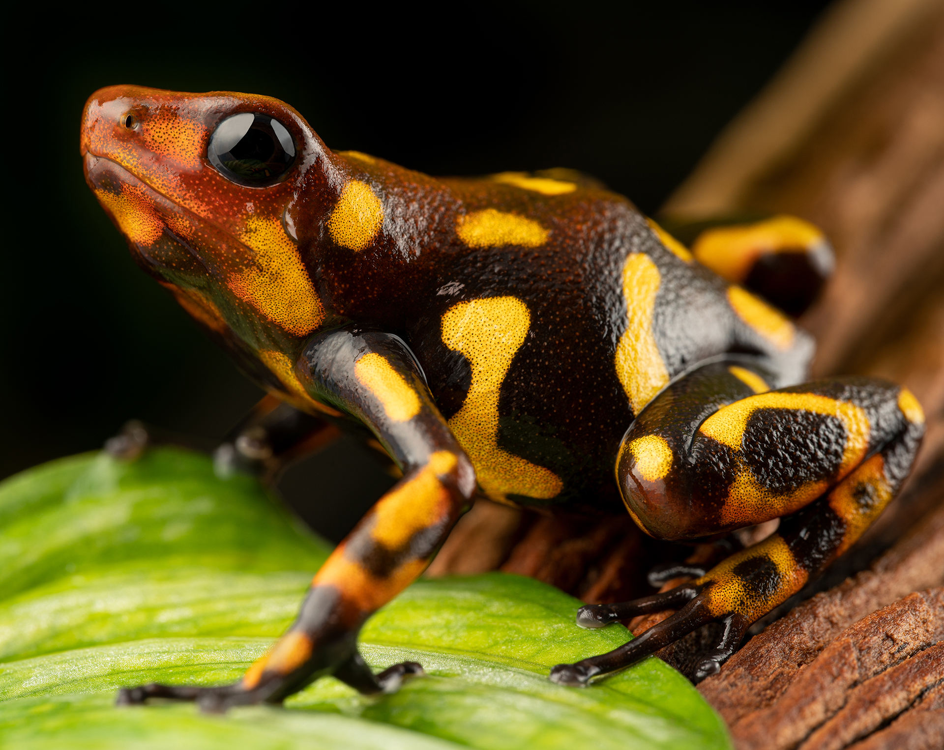 [Photo Print] Oophaga histrionica 'Redhead - Large Form' -#1 | Frog and ...