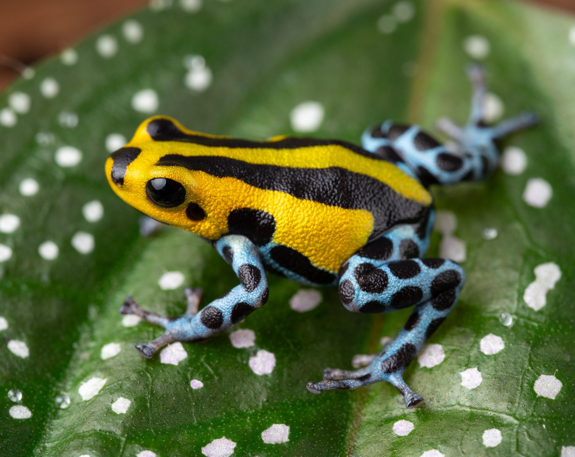 [Photo Print] Ranitomeya sirensis ‘Highland’ -#1 | Frog and Frond